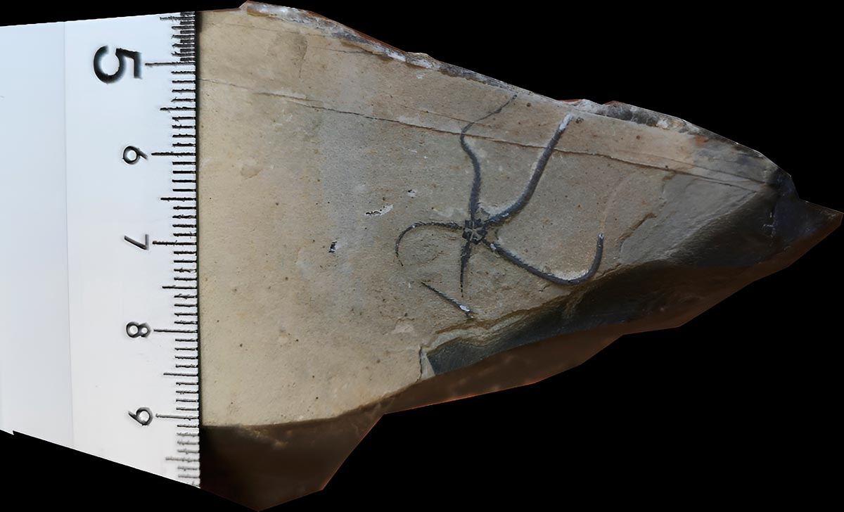 Descubierta nueva especie de ofiuras en la costa de Villaviciosa ...